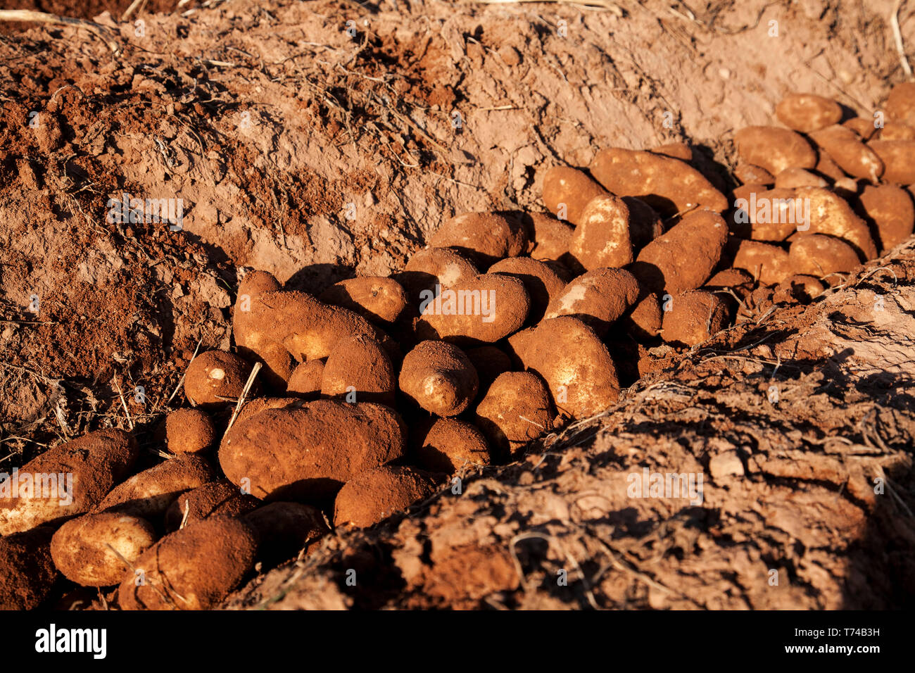 Potato field canada hi-res stock photography and images - Alamy