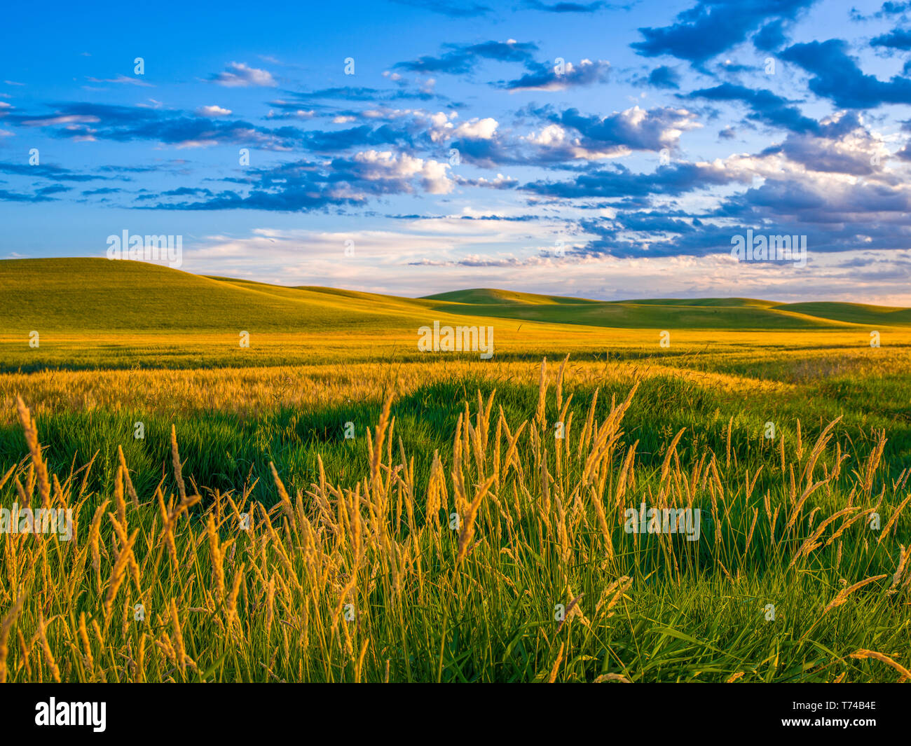 Green and gold rolling hills of crops; The Palouse, Washington, United ...