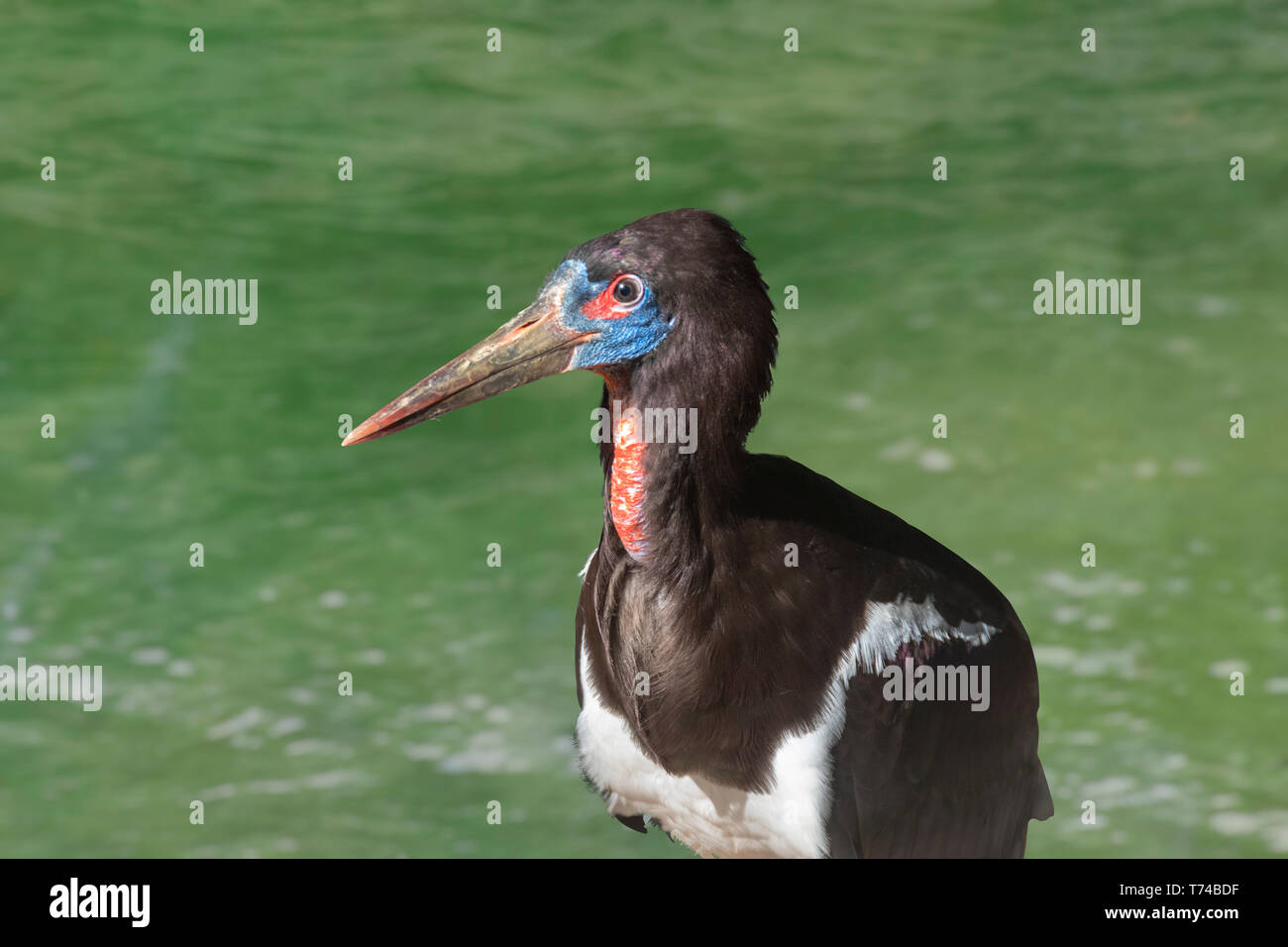 Abdim's stork (Ciconia abdimii), also known as white-bellied stork, is ...