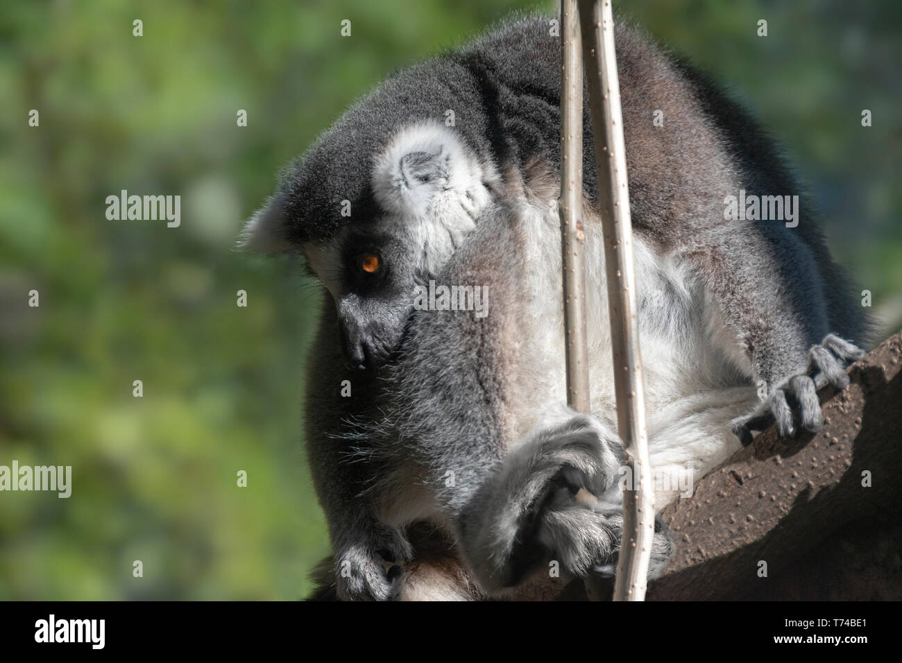 Katta on tree hi-res stock photography and images - Alamy