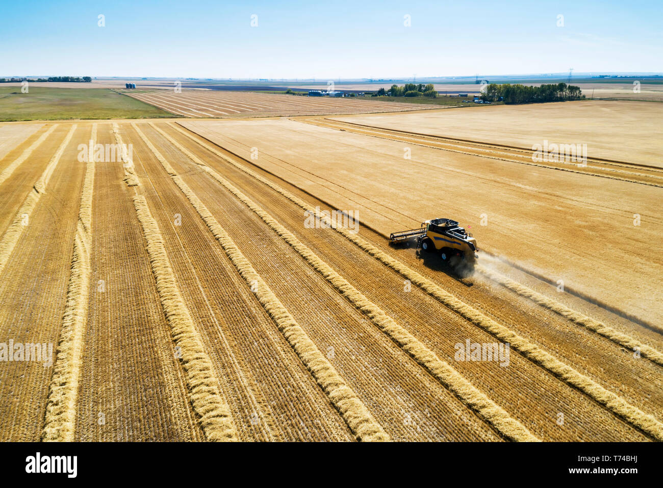 Aerial view of combine harvesting a golden barley field with blue sky ...