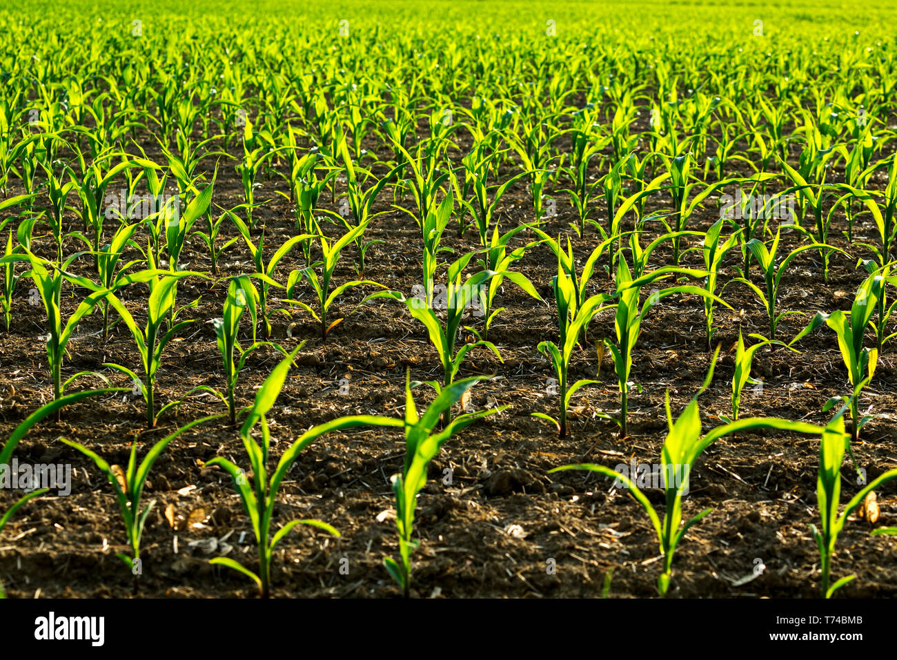 Young corn plants hi-res stock photography and images - Alamy