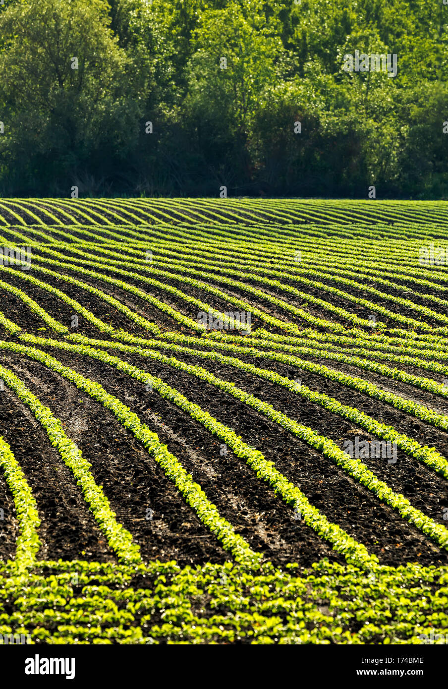 Soybean rows hi-res stock photography and images - Alamy