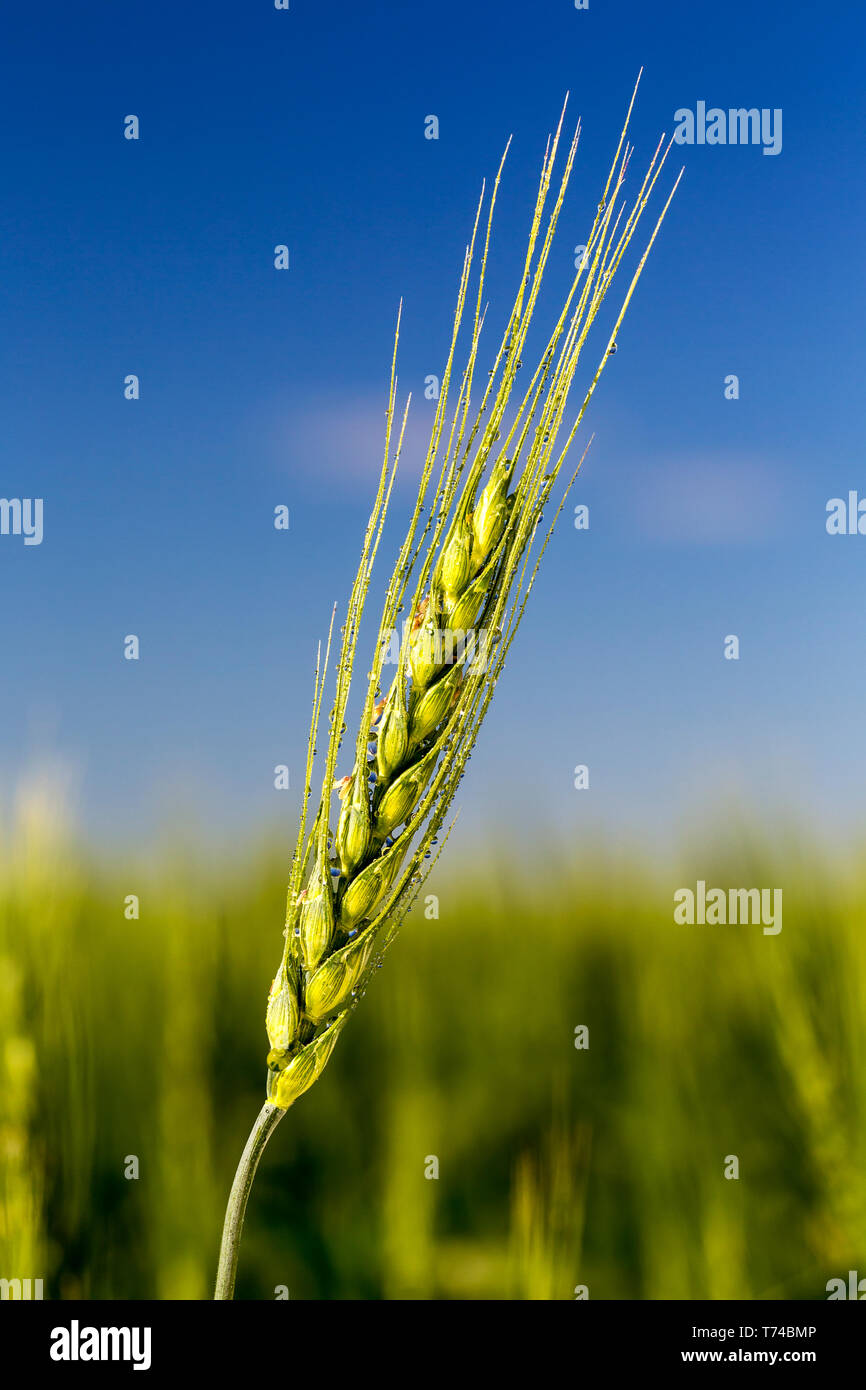 Close-up of the head of a green wheat head in a field with water ...