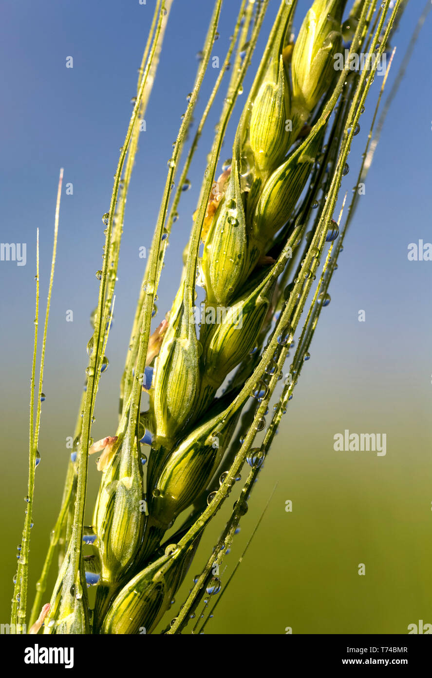 Close-up of the head of a green wheat head in a field with water ...