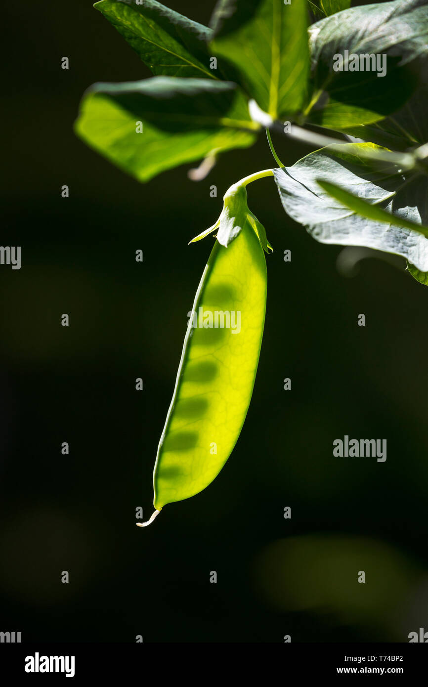Pea plant hi-res stock photography and images - Alamy