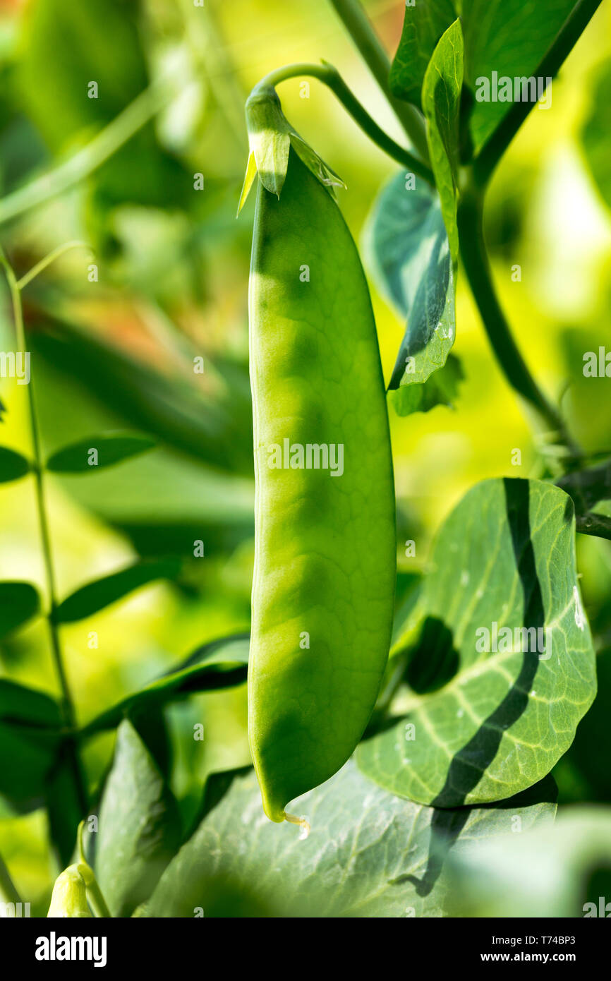 Growing on a plant hi-res stock photography and images - Alamy