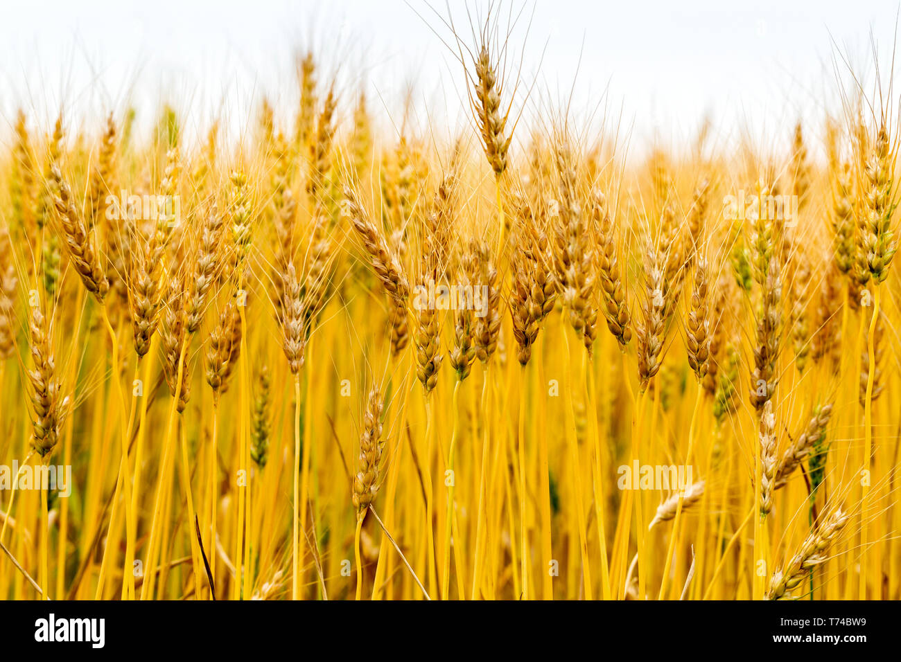 Wheat field prairies alberta hi-res stock photography and images - Alamy