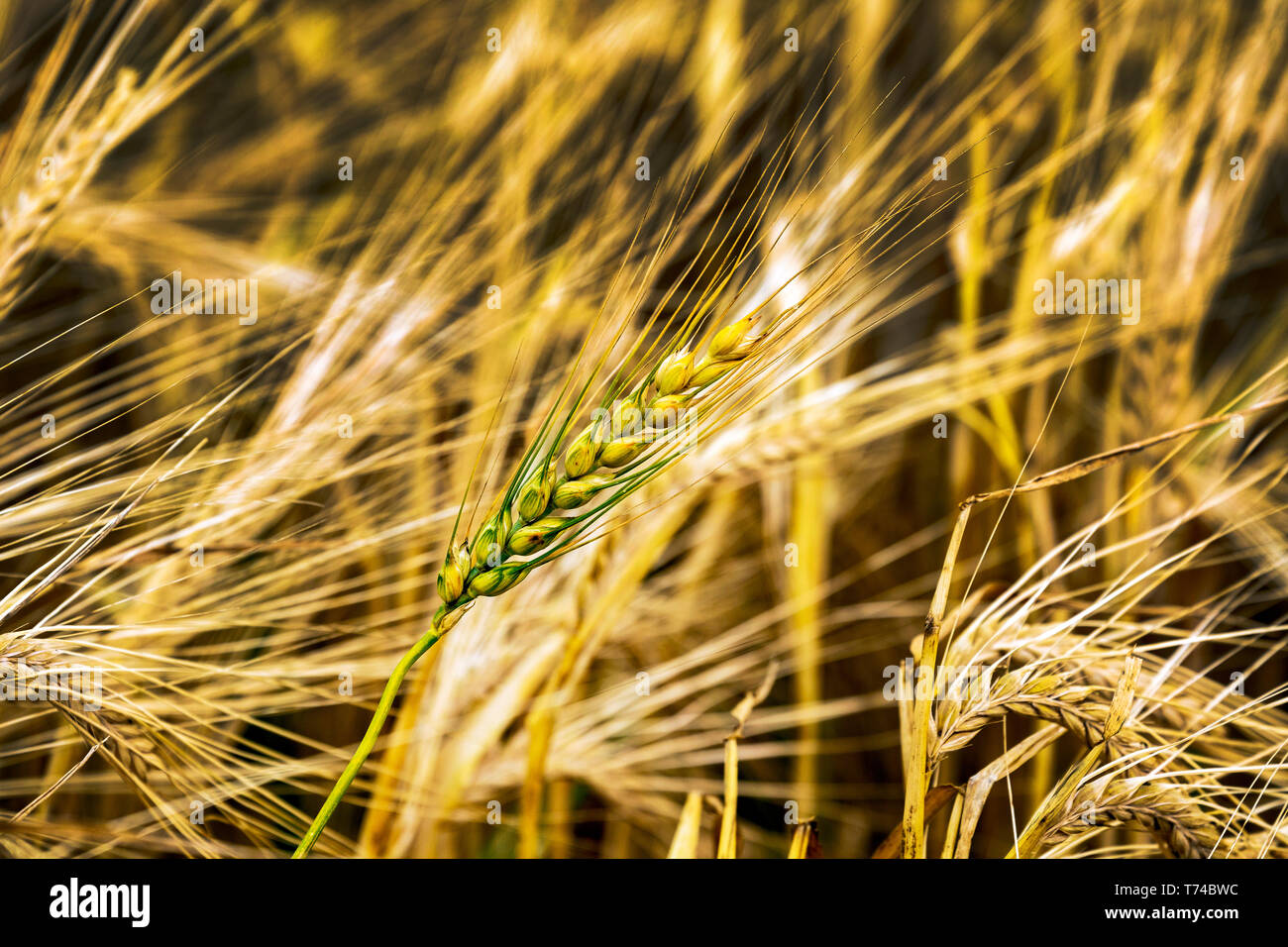 Close-up of an unripe barley head in a ripe golden barley field, South ...
