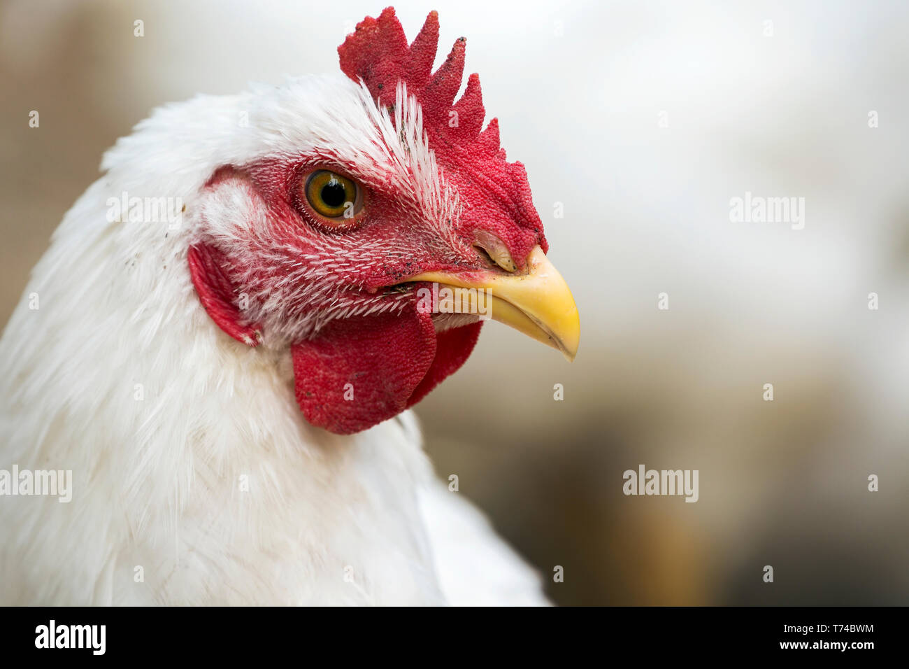 Chicken comb hi-res stock photography and images - Alamy