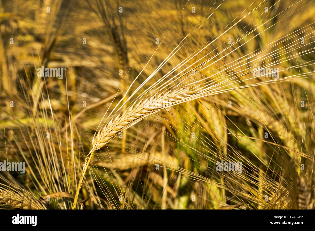 Barley detail hi-res stock photography and images - Alamy