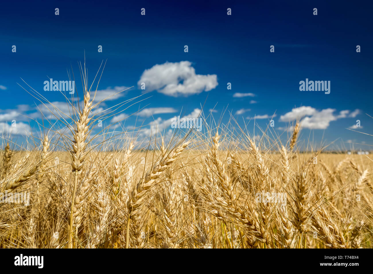 Wheat field prairies alberta hi-res stock photography and images - Alamy