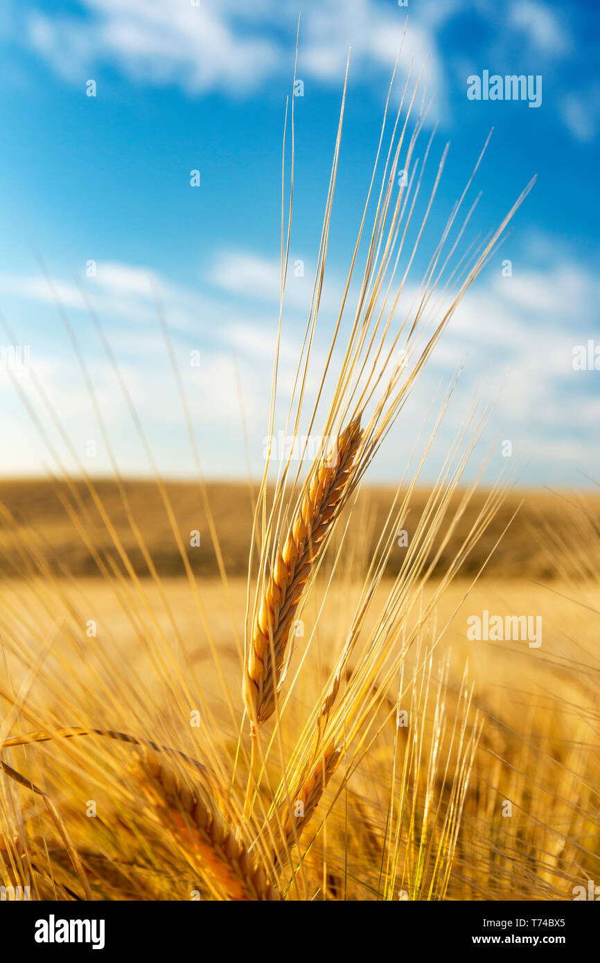 Wheat head hi-res stock photography and images - Alamy