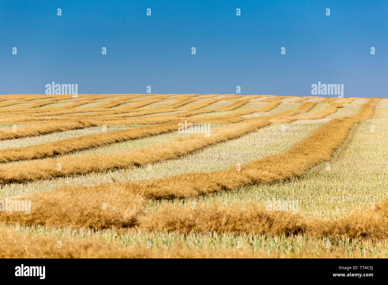 Ripe golden canola cut in a rolling field with harvest lines, stubble ...