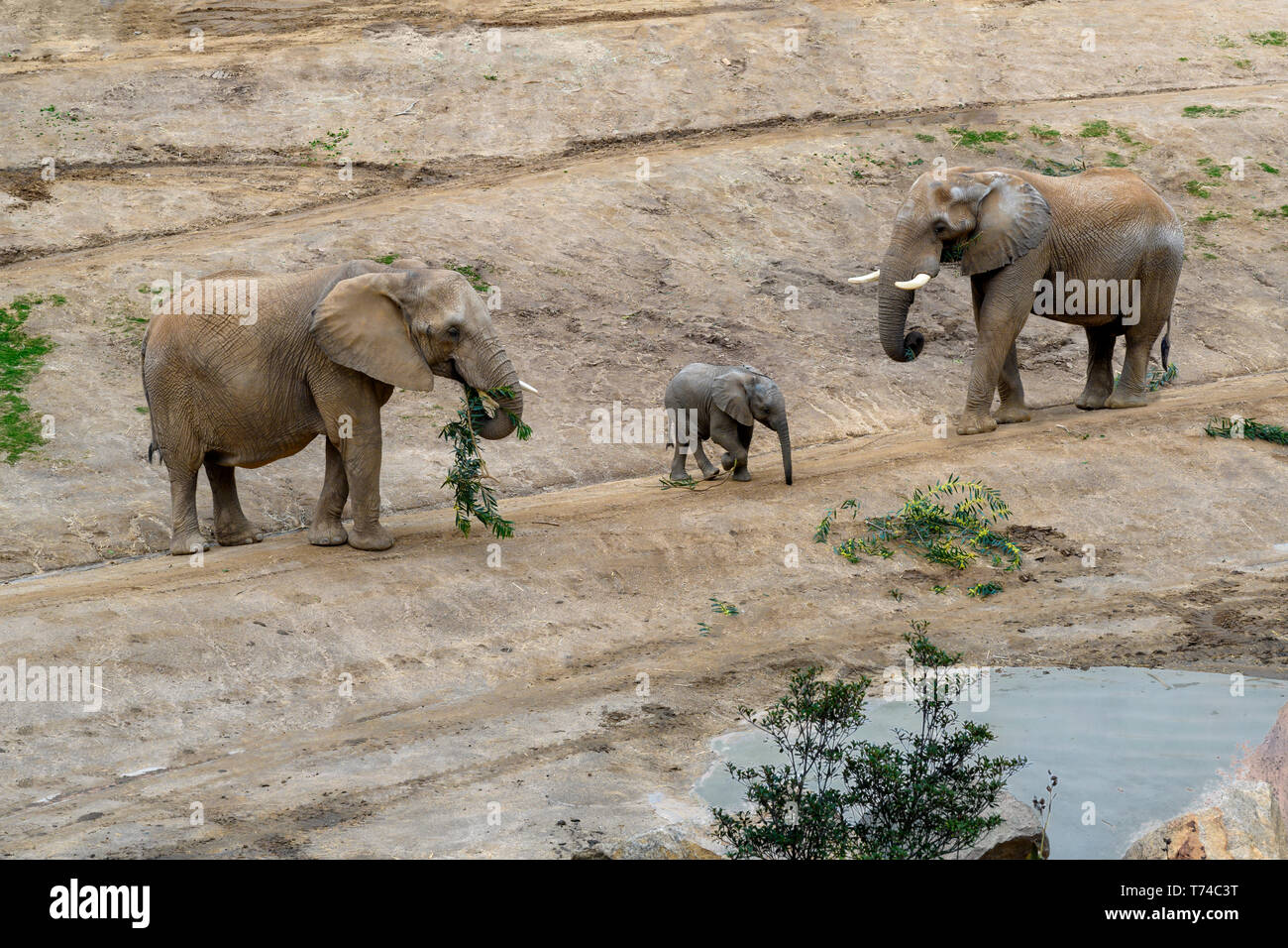 African elephant family with young cub Stock Photo - Alamy