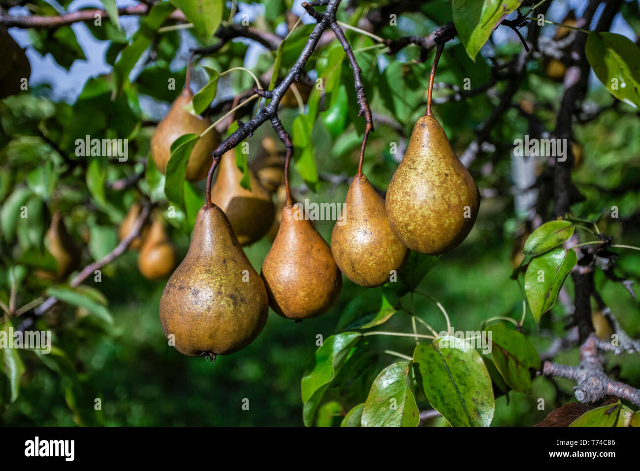 Russet pear tree; Annapolis Valley, Nova Scotia, Canada Stock Photo - Alamy