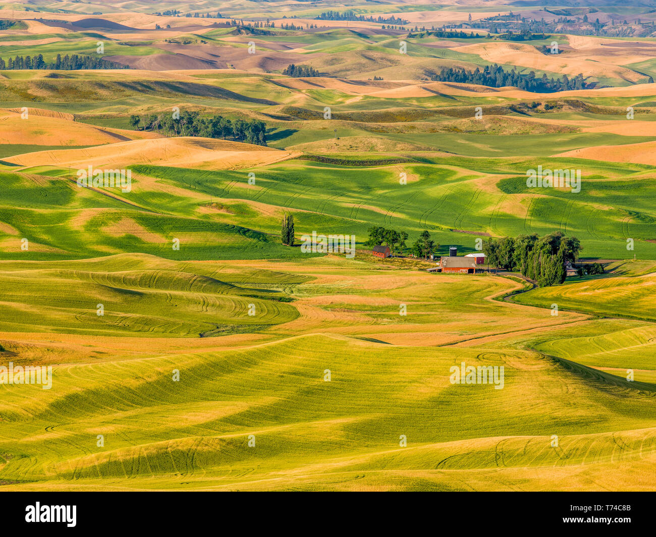 Wheat fields on rolling hills with a barn in the centre of the image ...