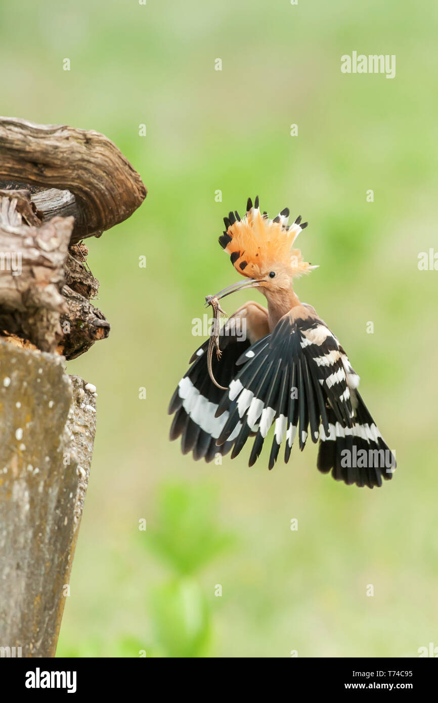 Flying hoopoe hi-res stock photography and images - Alamy