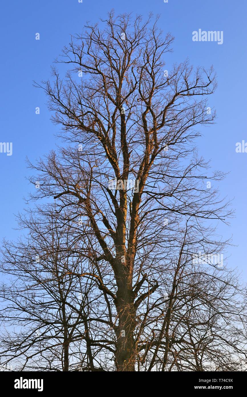 Beautiful tree crowns with leaves and fine branches in front of a blue ...