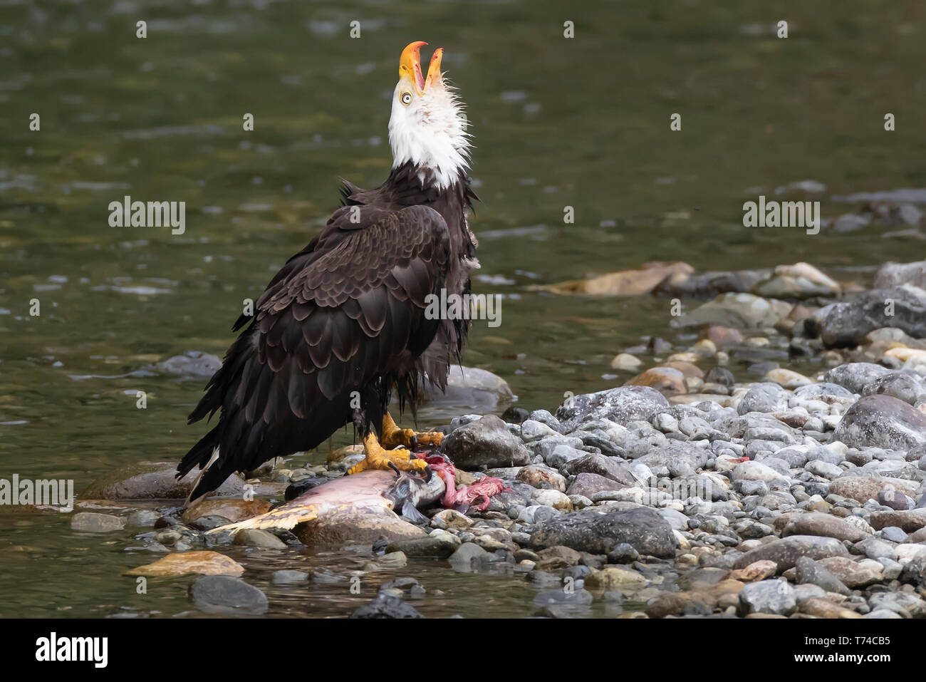 Eagle eating prey hi-res stock photography and images - Alamy