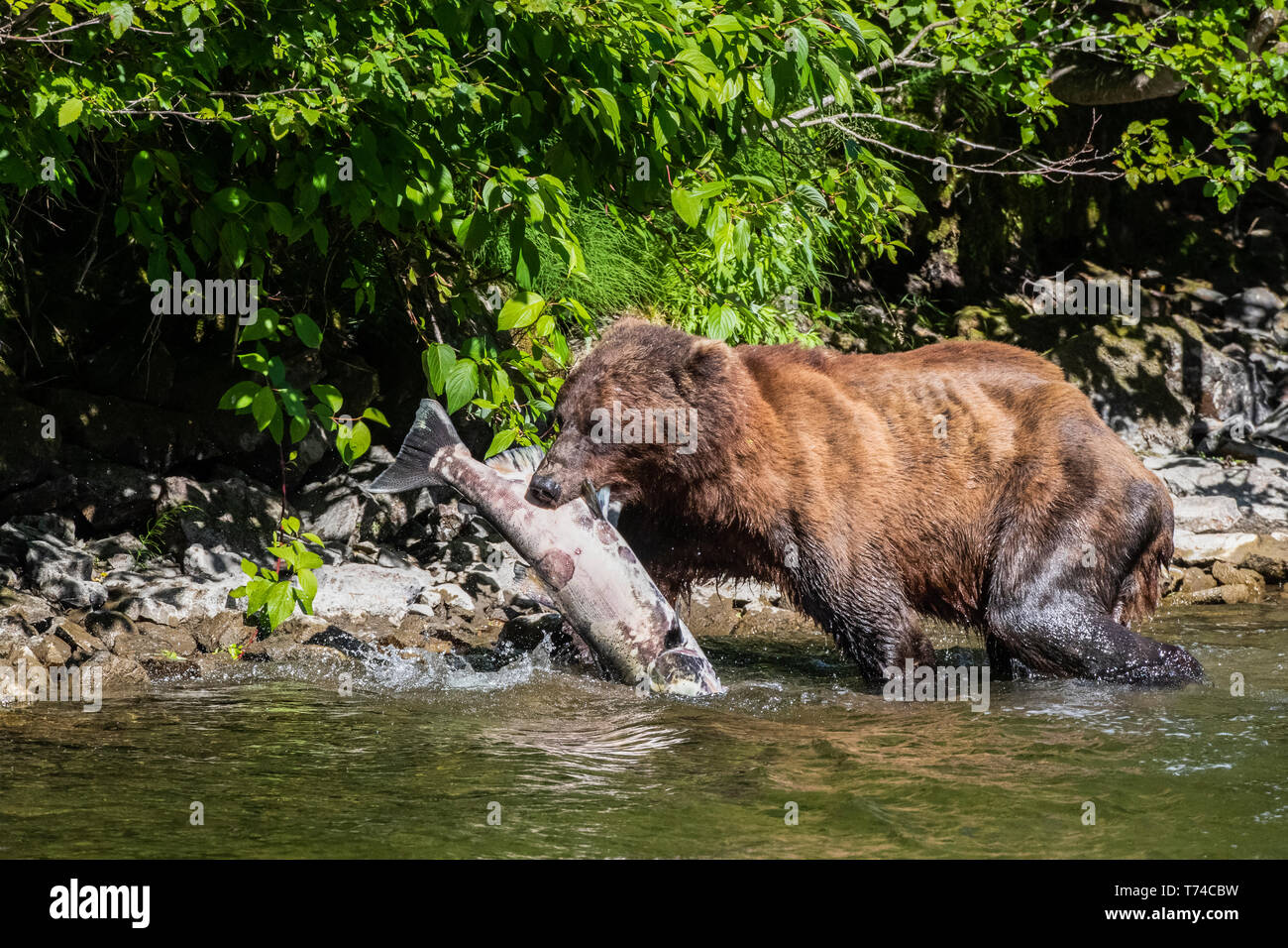 Grizzly bear (Ursus arctos horribilus) carrying fresh caught fish in ...