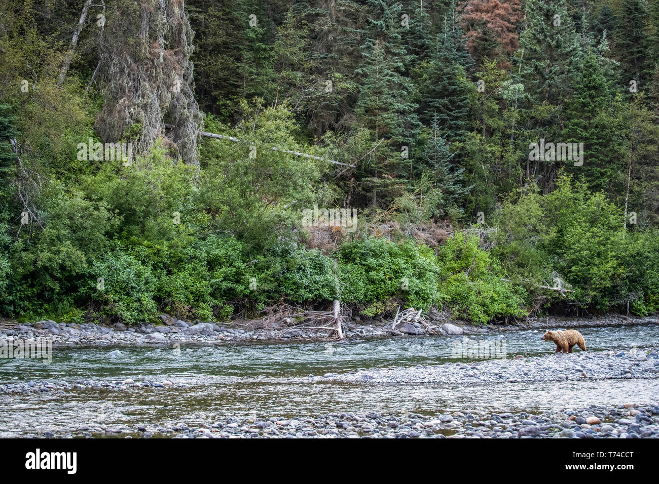Grizzly bear (Ursus arctos horribilus) fishing in Taku River; Atlin ...