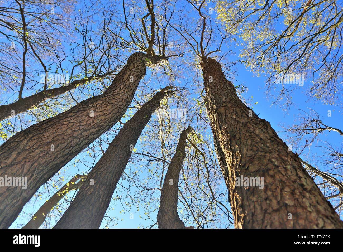 Beautiful tree crowns with leaves and fine branches in front of a blue ...