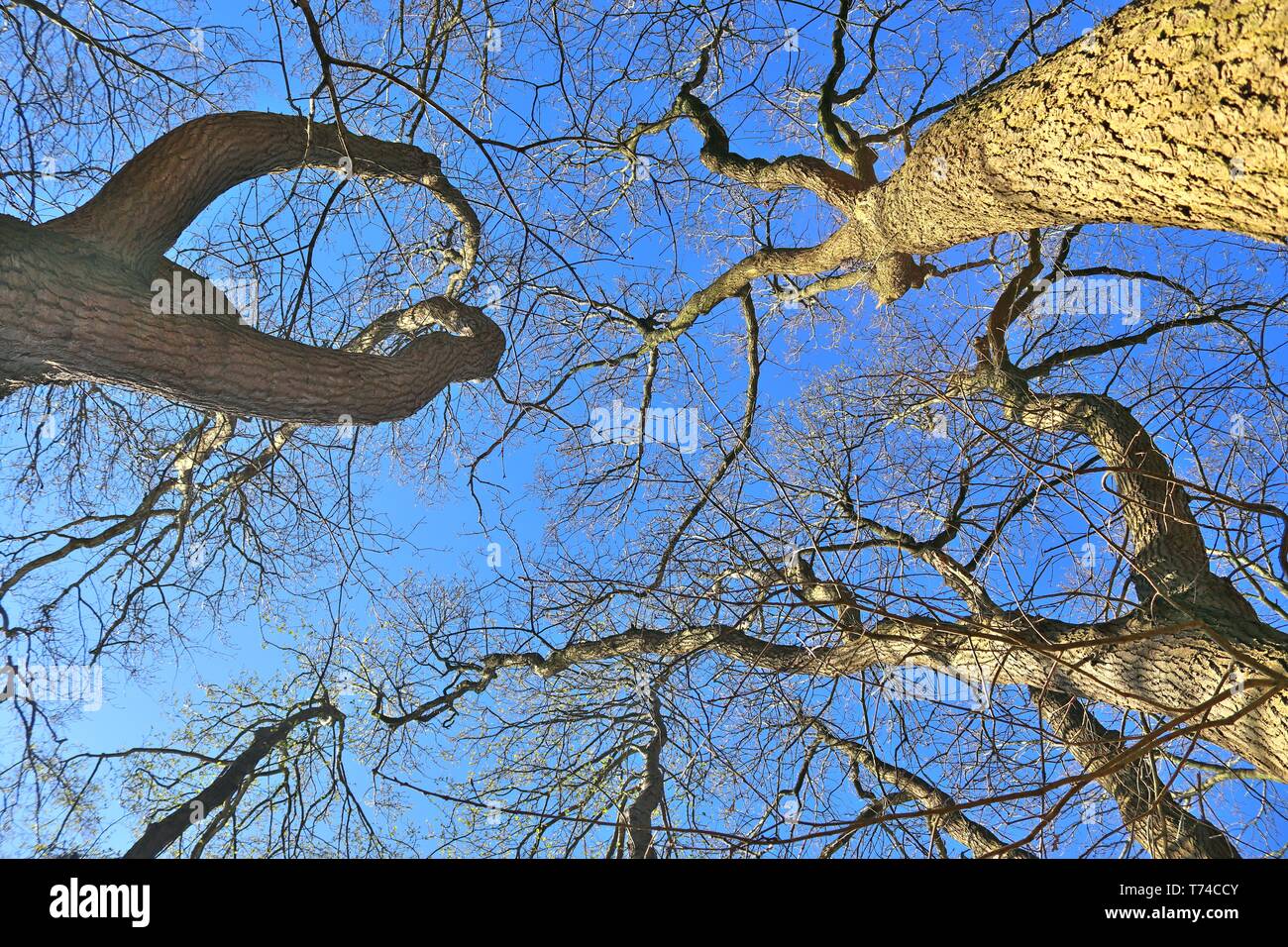 Beautiful tree crowns with leaves and fine branches in front of a blue ...