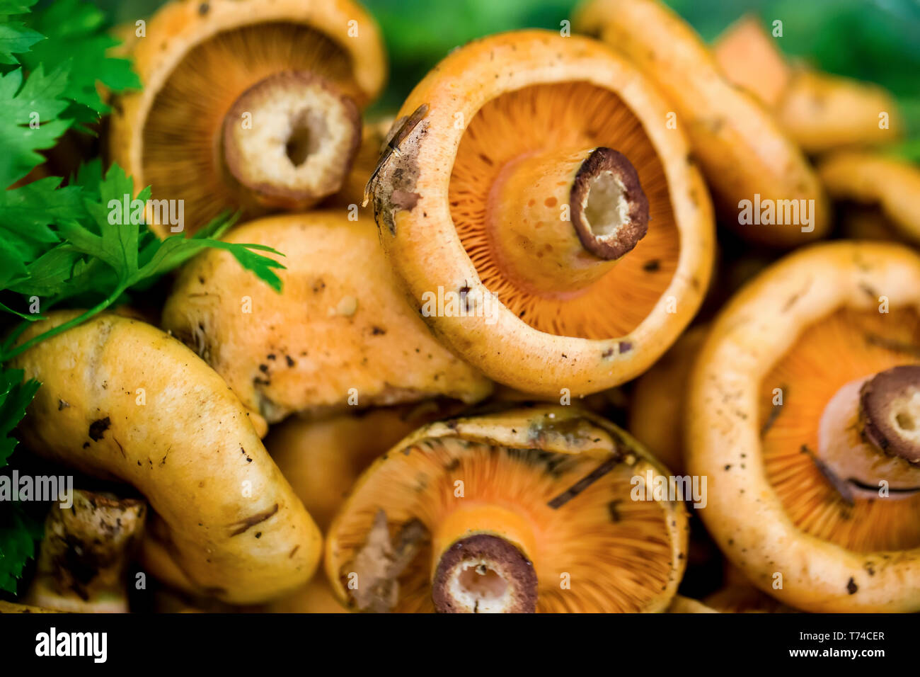 Bloody milk cap lactarius sanguifluus hi-res stock photography and ...