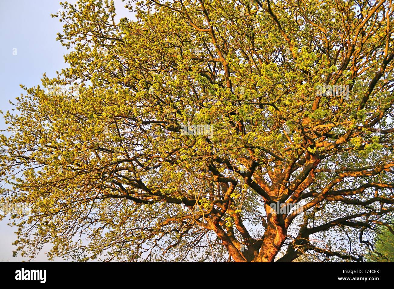 Beautiful tree crowns with leaves and fine branches in front of a blue ...