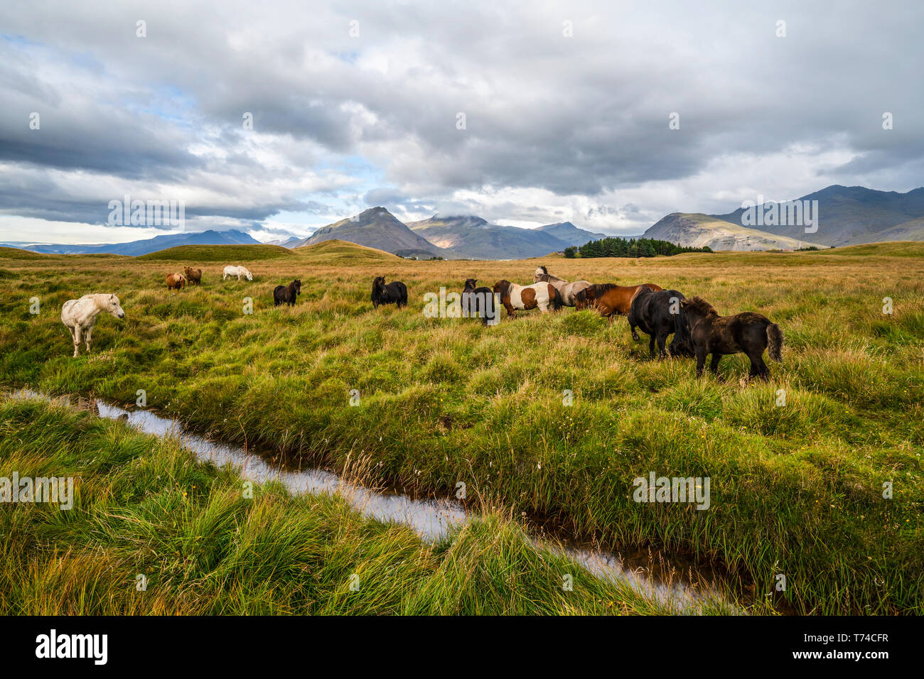 Icelandic horses in the natural landscape in Southeast Iceland; Iceland ...