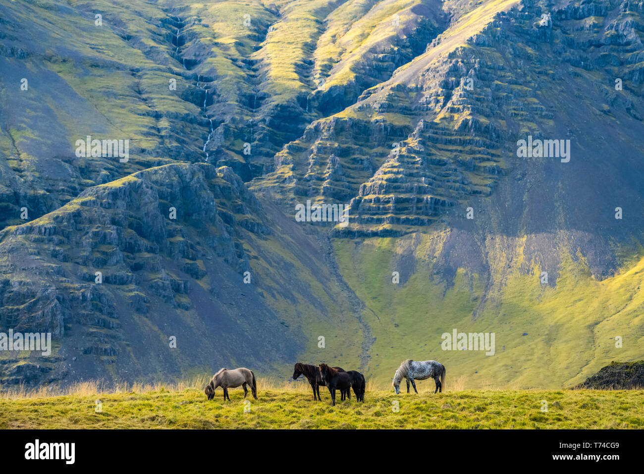 Icelandic horses in the natural landscape; Iceland Stock Photo - Alamy
