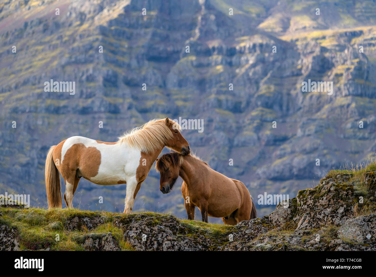 Icelandic horses in the natural landscape; Iceland Stock Photo - Alamy