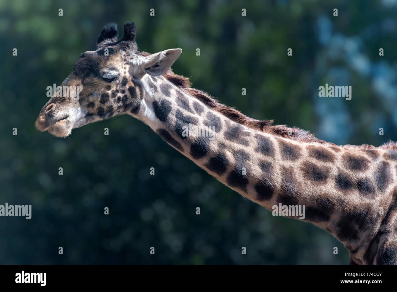 Close up of giraffe head and long neck with green background Stock ...