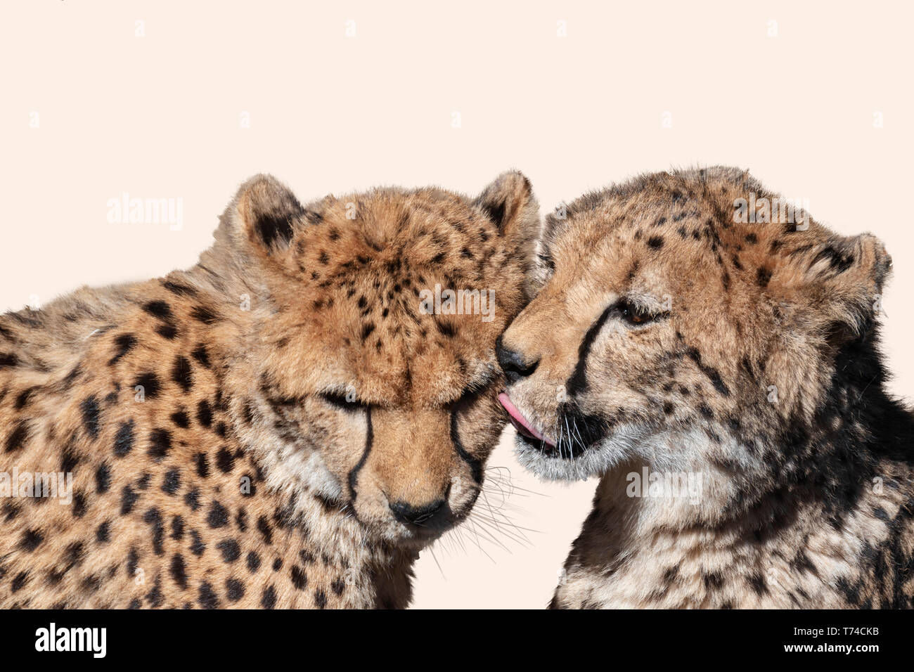 Cheetahs Kissing