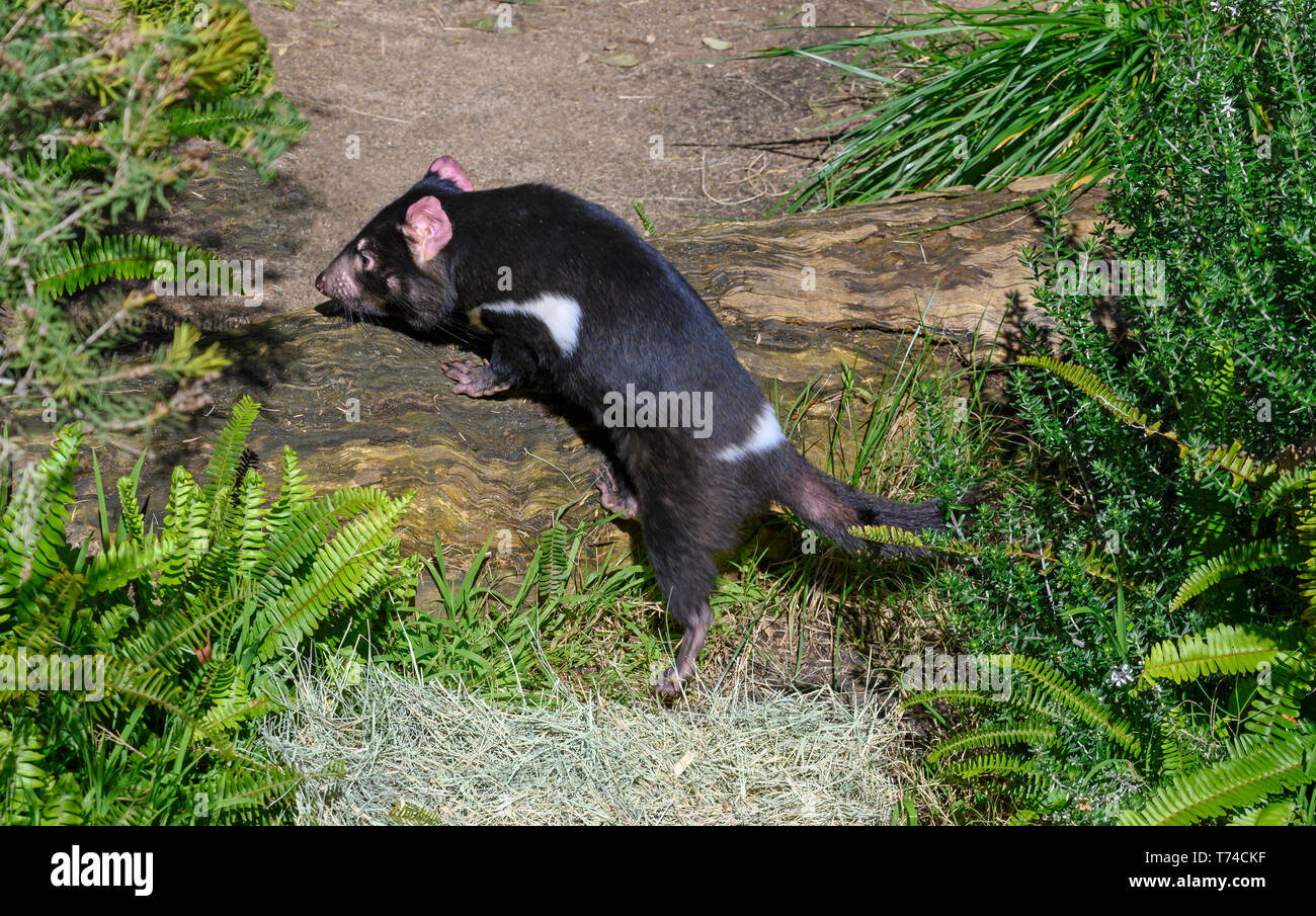 Tasmanian Devil climbing over log Stock Photo - Alamy