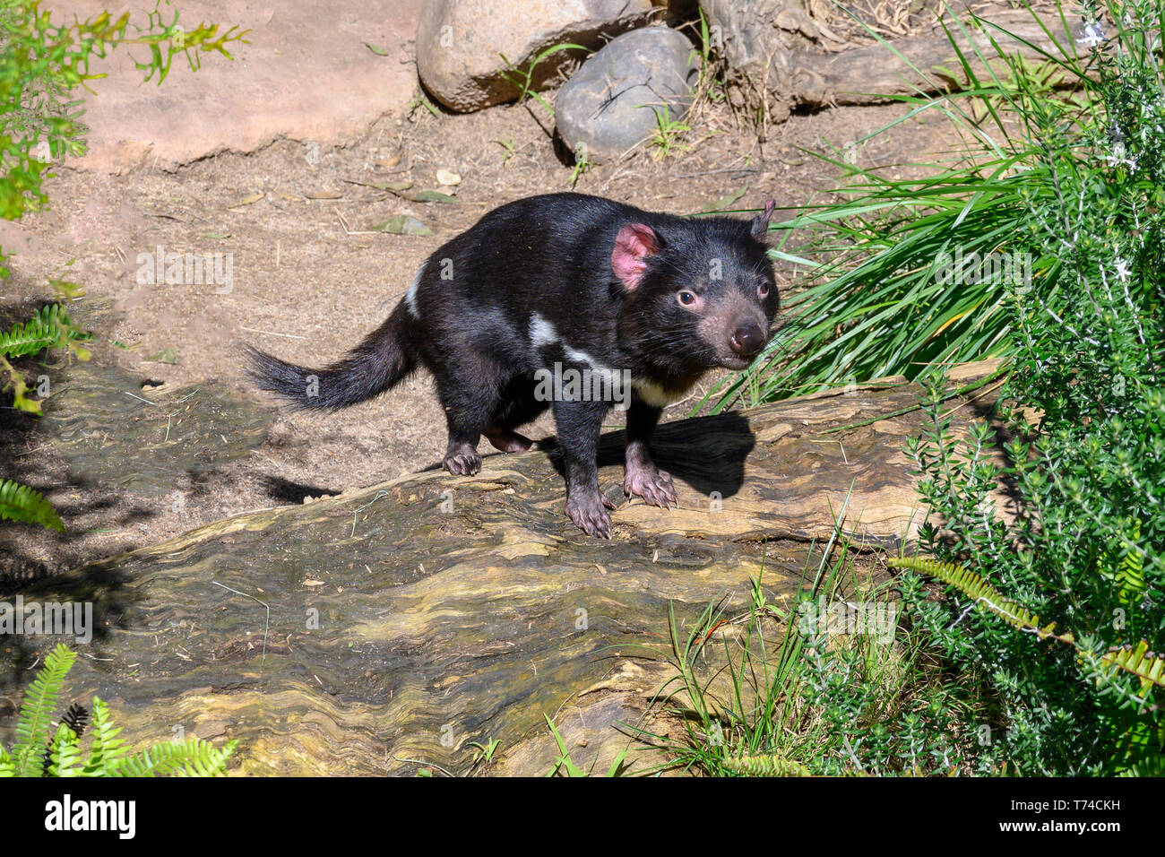 Tasmanian Devil looking at camera Stock Photo - Alamy