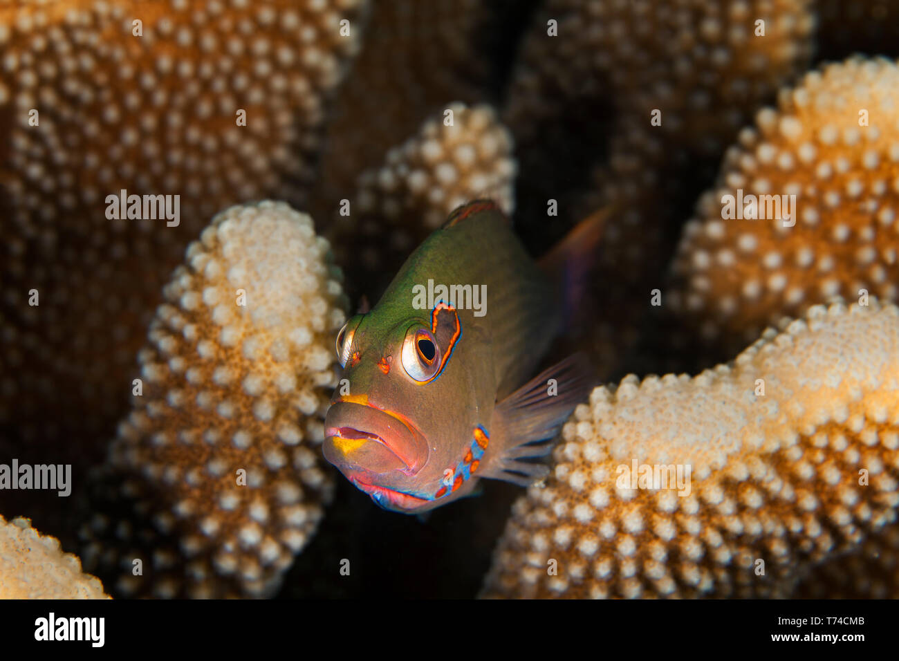 Arc eye hawkfish hi-res stock photography and images - Alamy