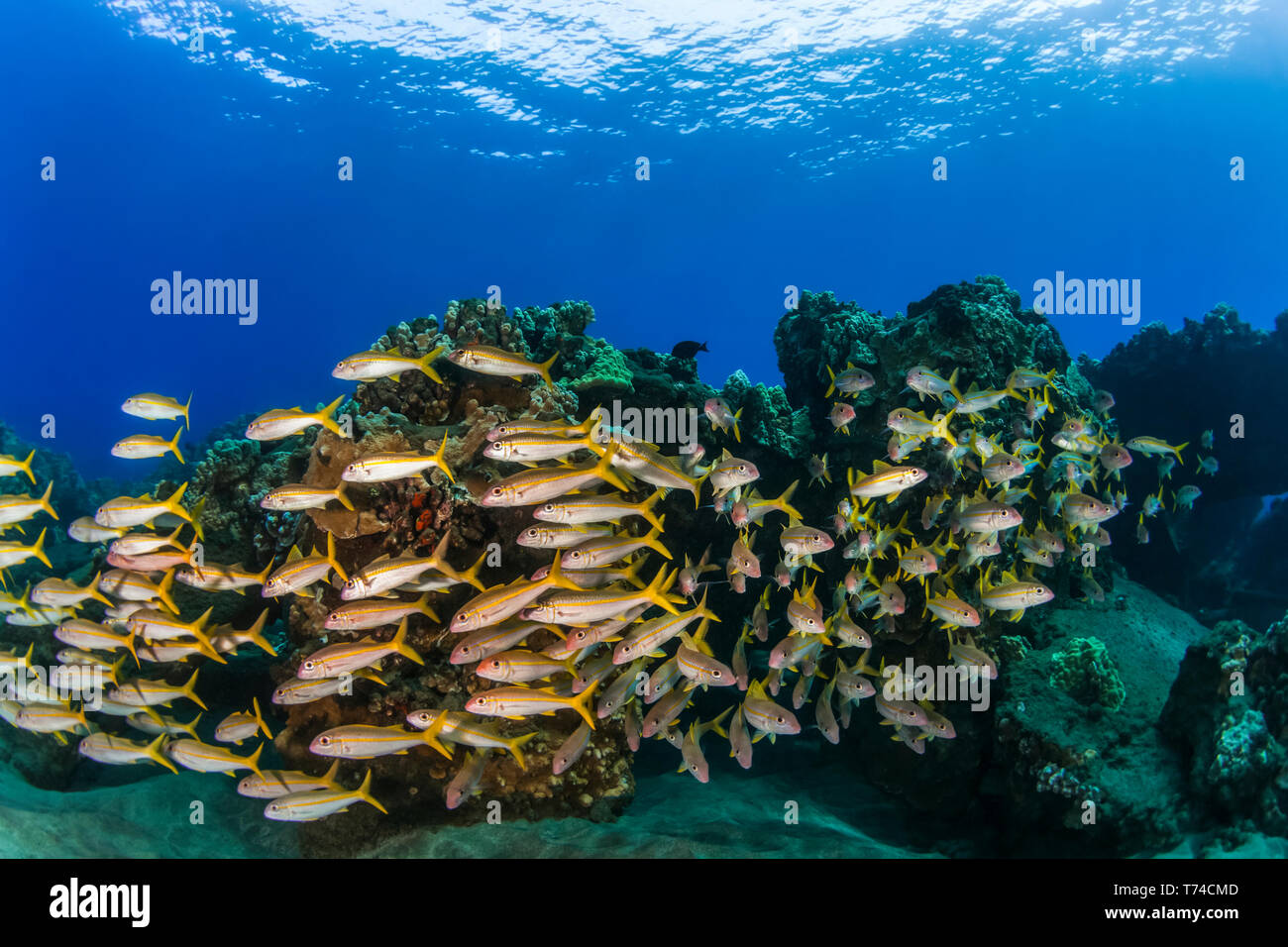 A colourful view of schooling Yellow Goatfish (Mulloidichthys ...