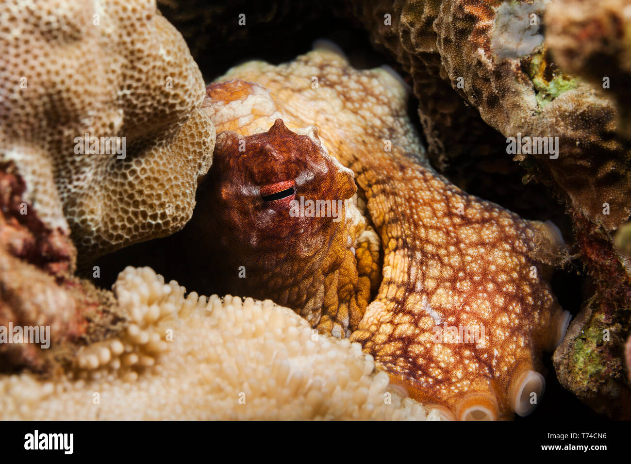Octopus eyes hi-res stock photography and images - Alamy