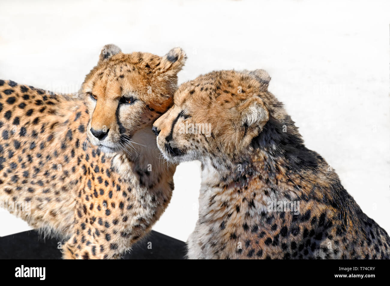 Two affectionate cheetahs isolated on light background Stock Photo - Alamy