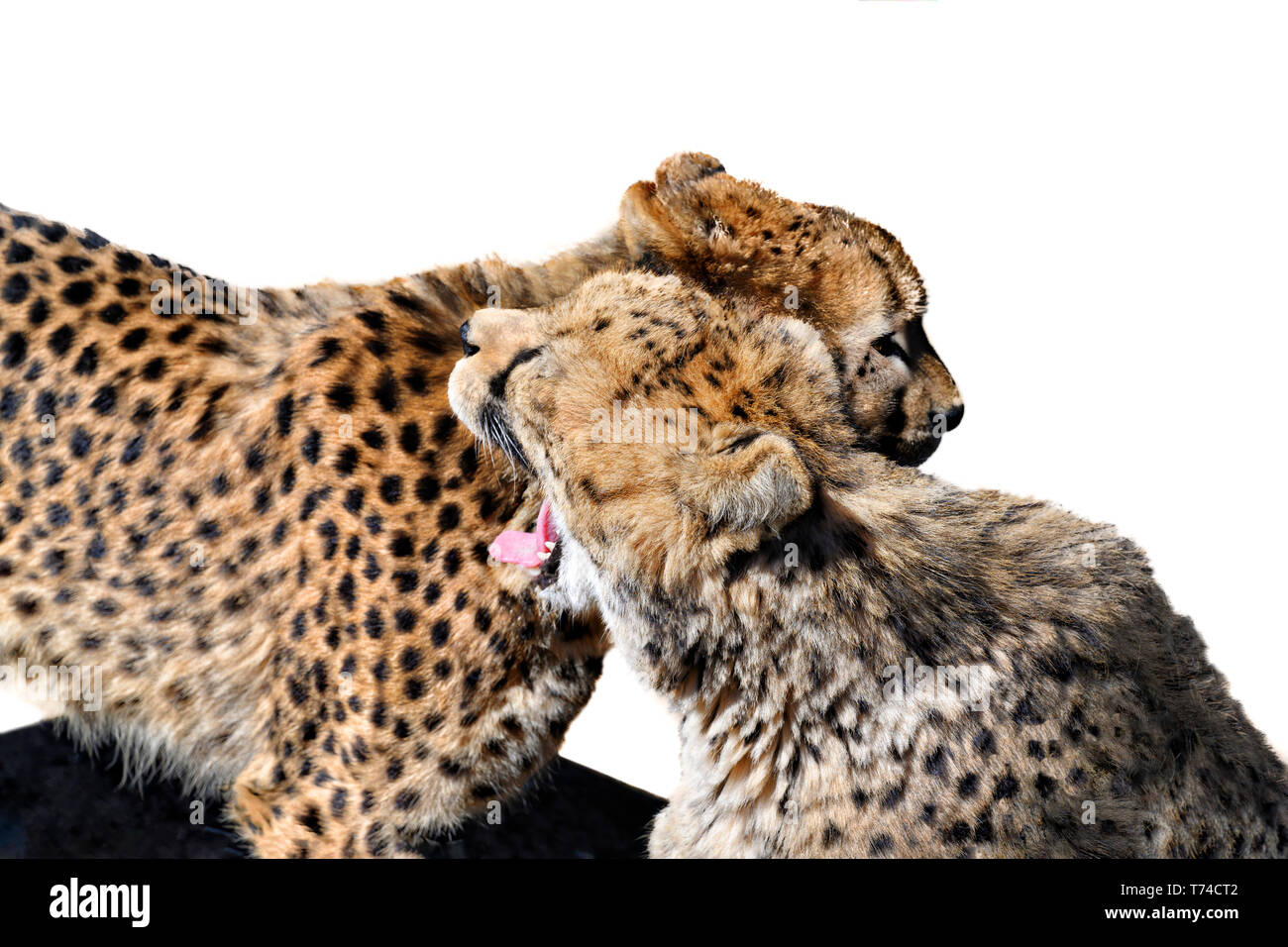 Two affectionate cheetahs isolated on light background Stock Photo - Alamy