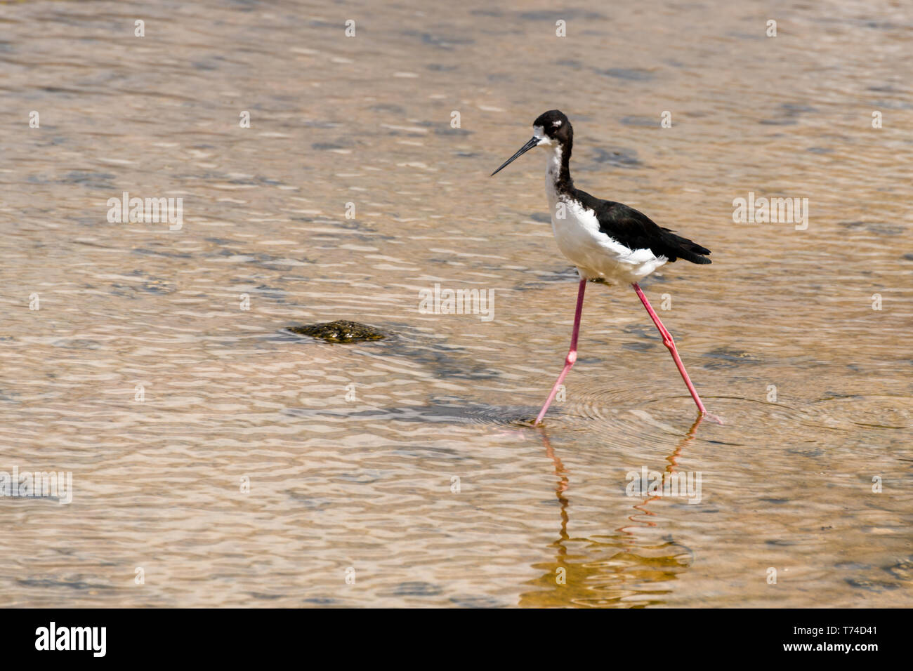 Hawaiian stilt hi-res stock photography and images - Alamy