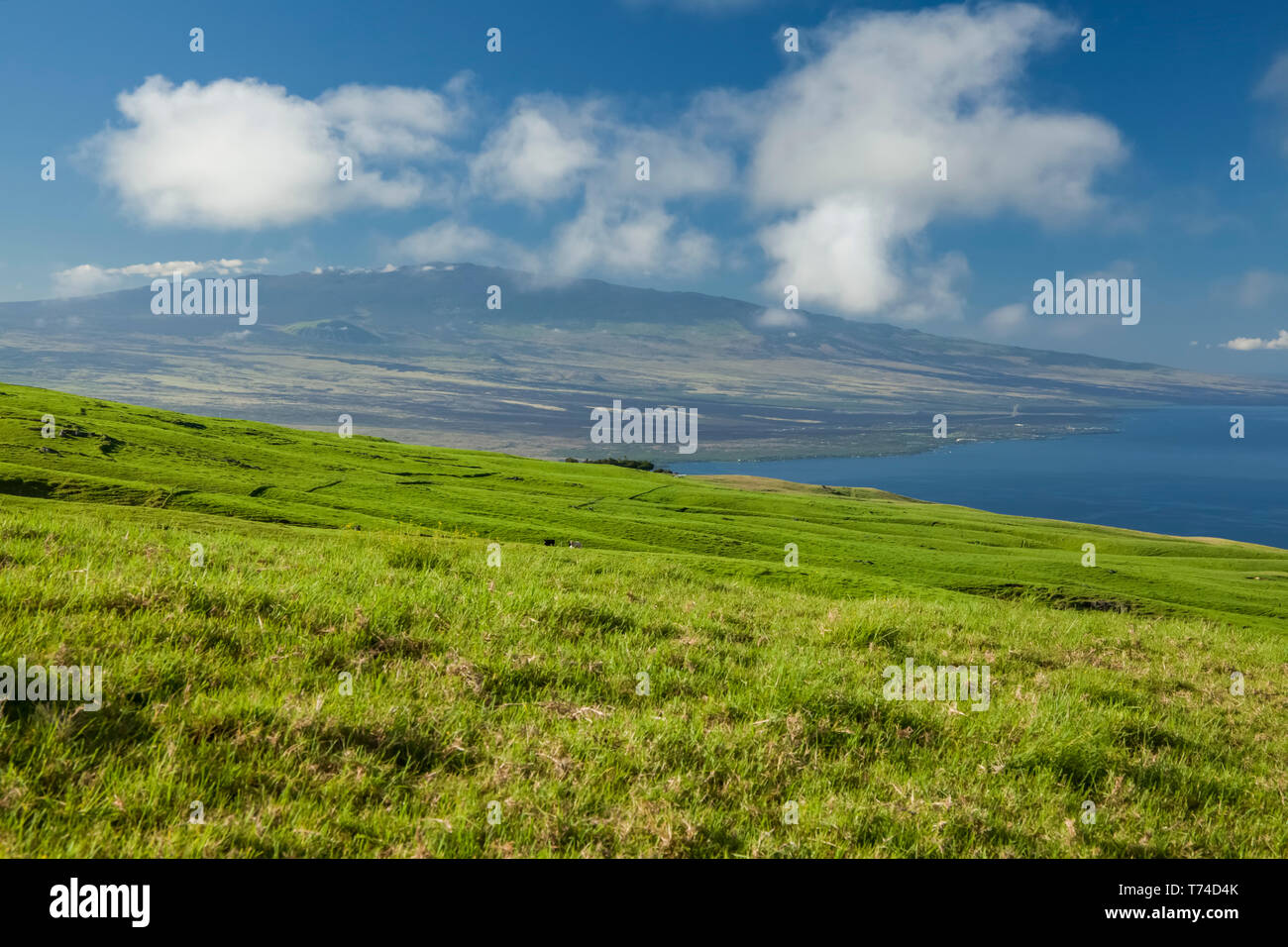 Pasture land on Parker Ranch, Kohala Mountain with Hualalai in the ...