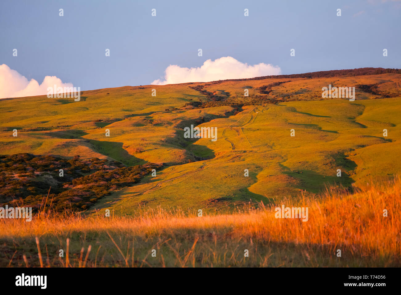 Stream beds on Parker Ranch land, Kohala Mountain; Island of Hawaii ...