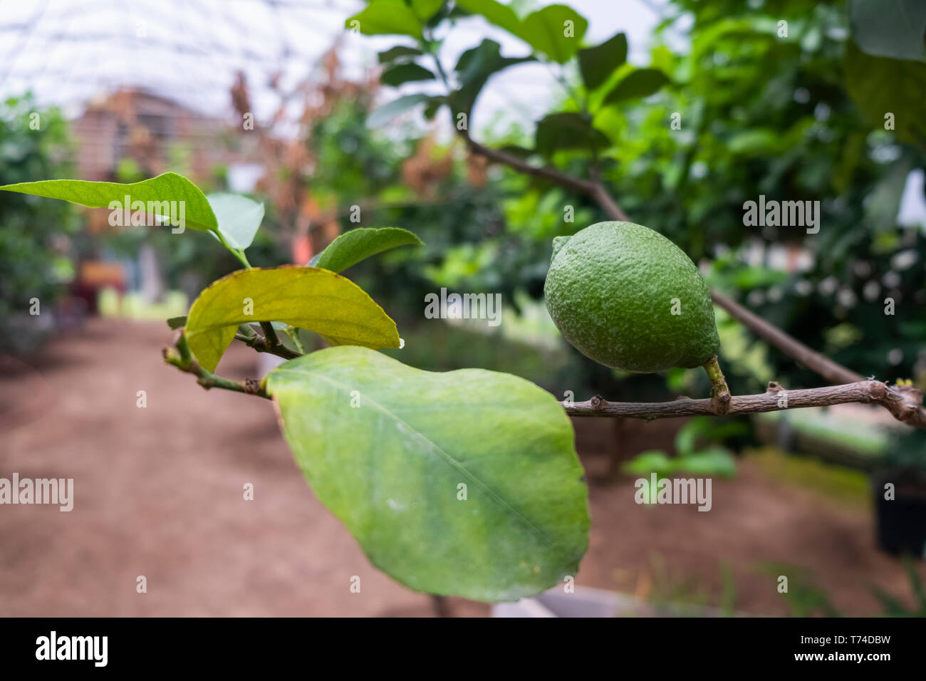 Santa Teresa Feminello lemons growing on a tree in a greenhouse ...