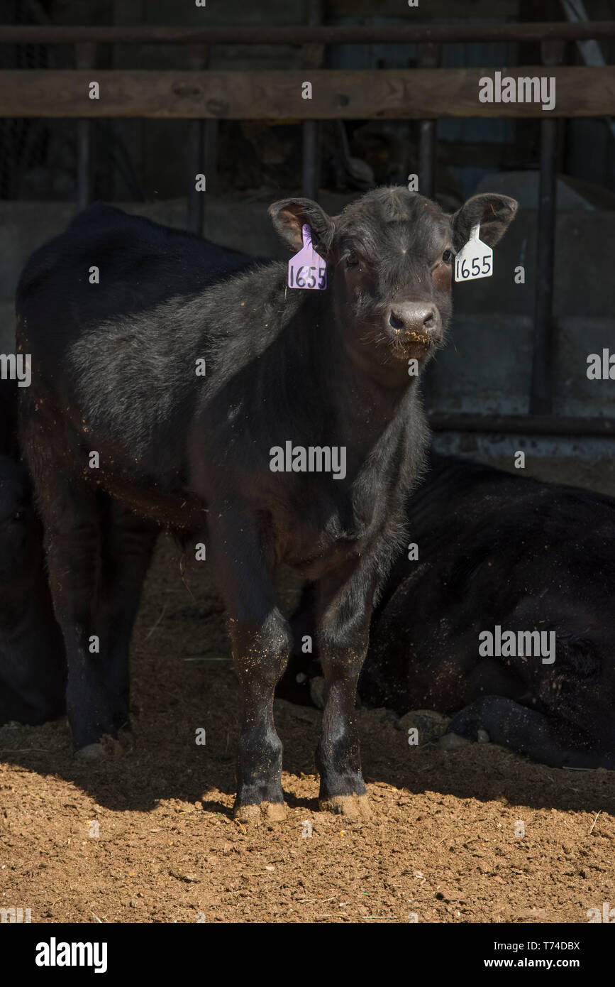 Livestock identification hi-res stock photography and images - Alamy