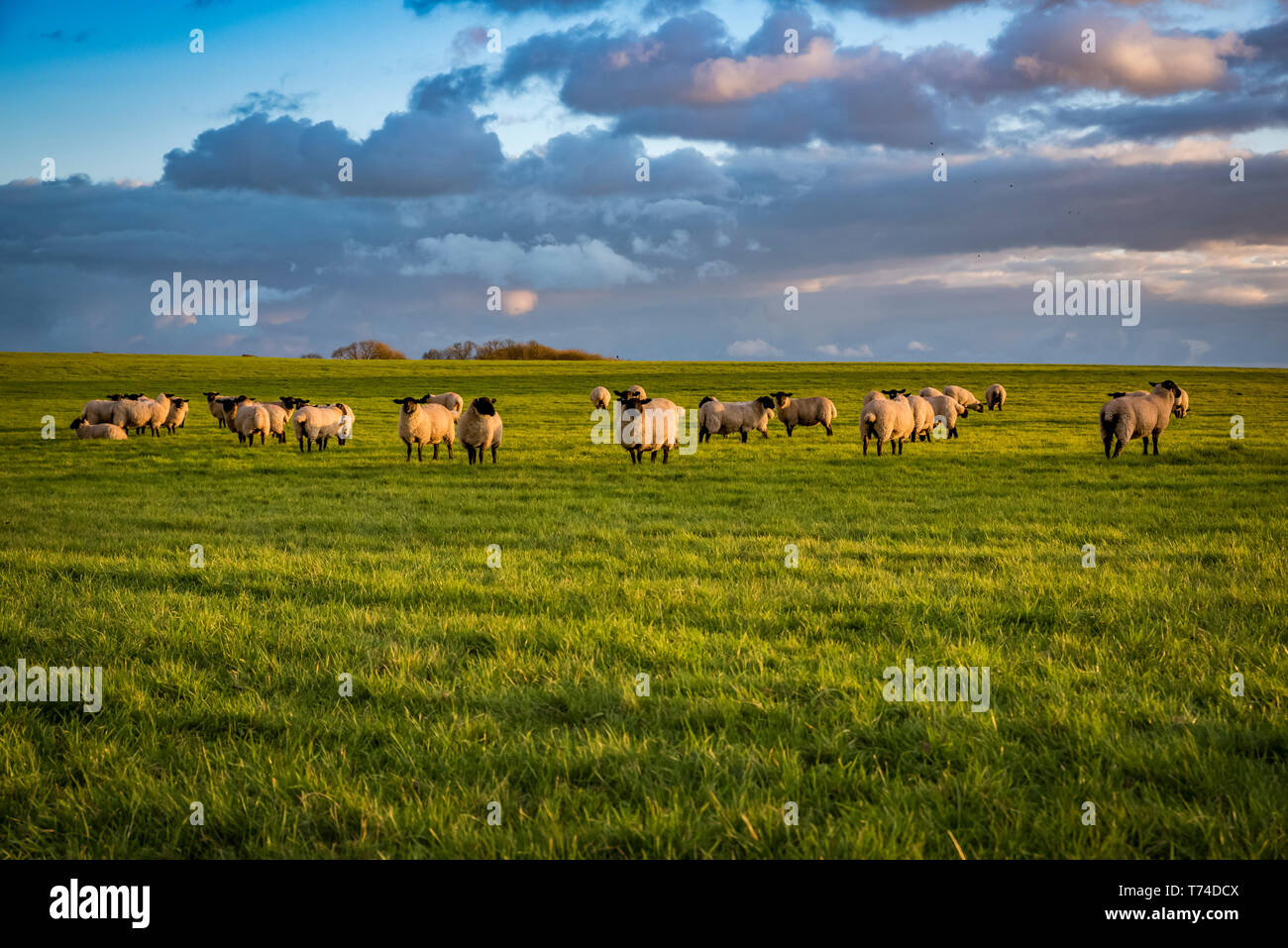 Kent pasture hi-res stock photography and images - Alamy