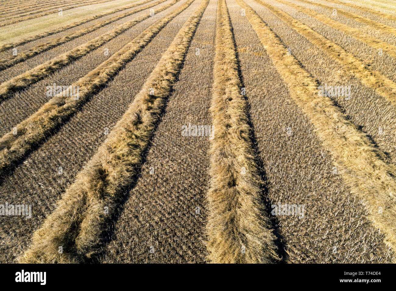 Harvest Lines In Cut Field High Resolution Stock Photography and Images ...