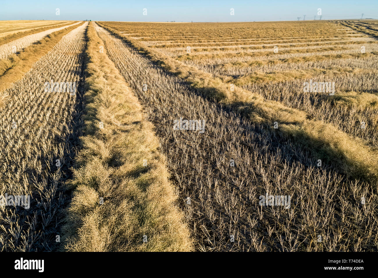 Harvest Lines In Cut Field High Resolution Stock Photography and Images ...